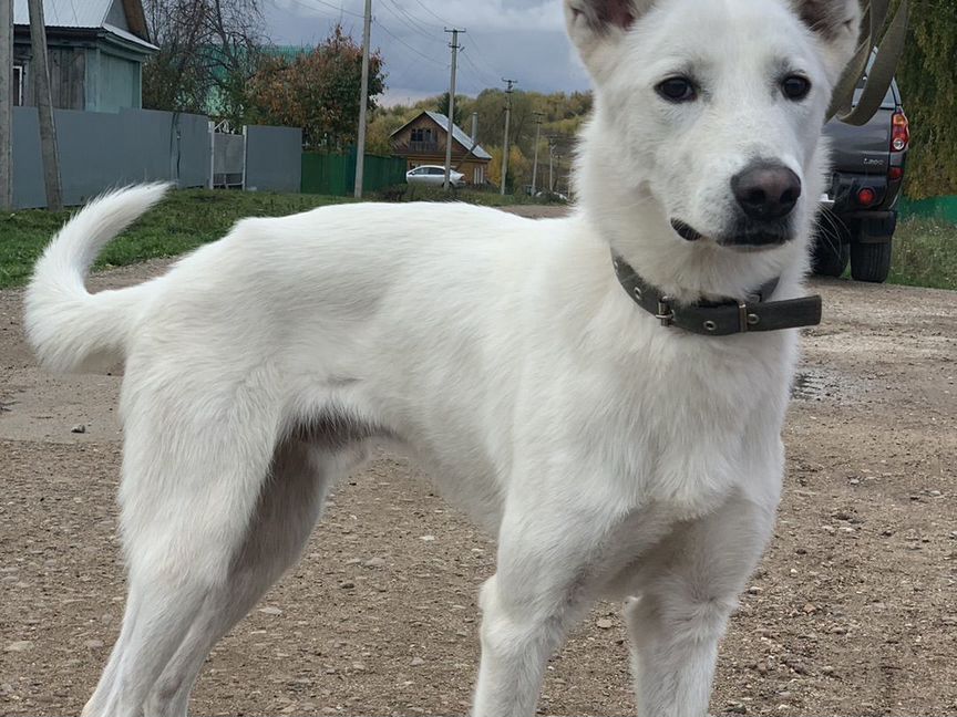 Швейцарская овчарка