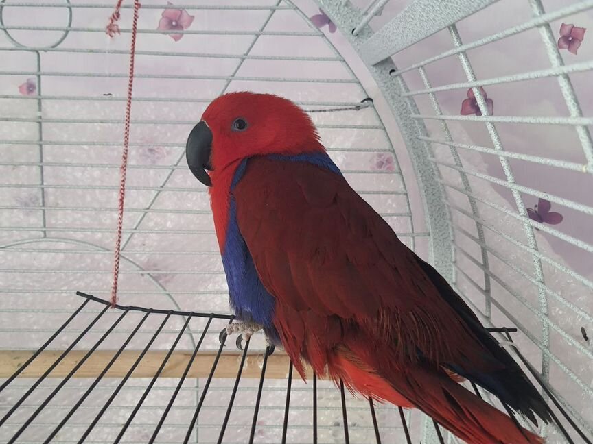 Попугай эклектус