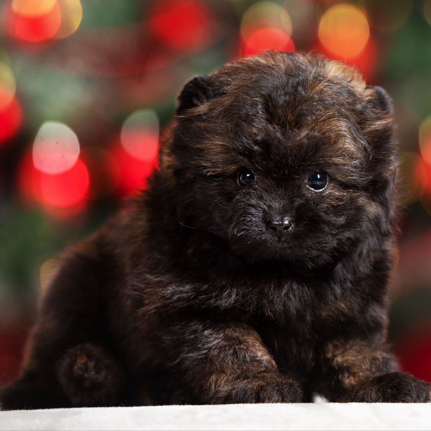 Мальтипу, щенок