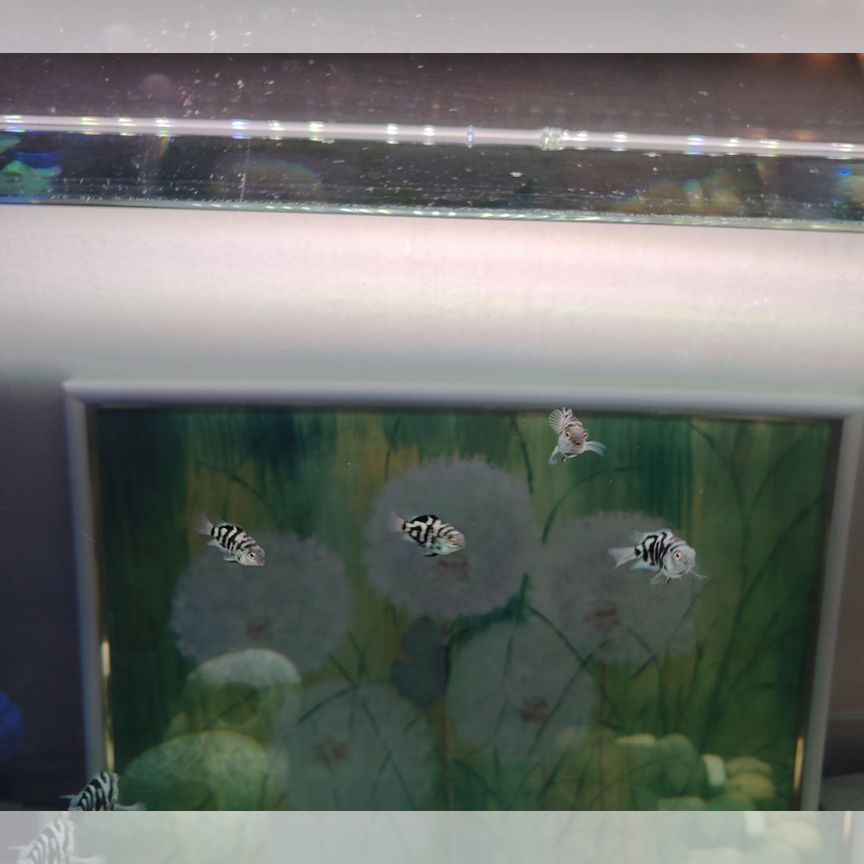 Продам аквариумных рыбок