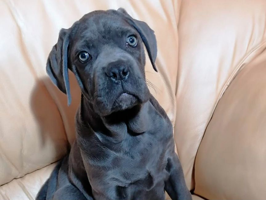 Кане Корсо щенок девочка