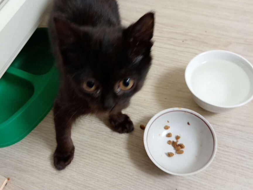 Кошка в дар бесплатно