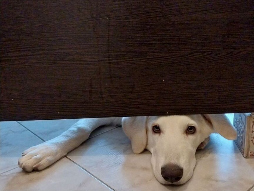 Лабрадор + Кавказская овчарка (девочка)