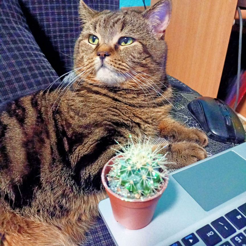 Шотландский кот вязка