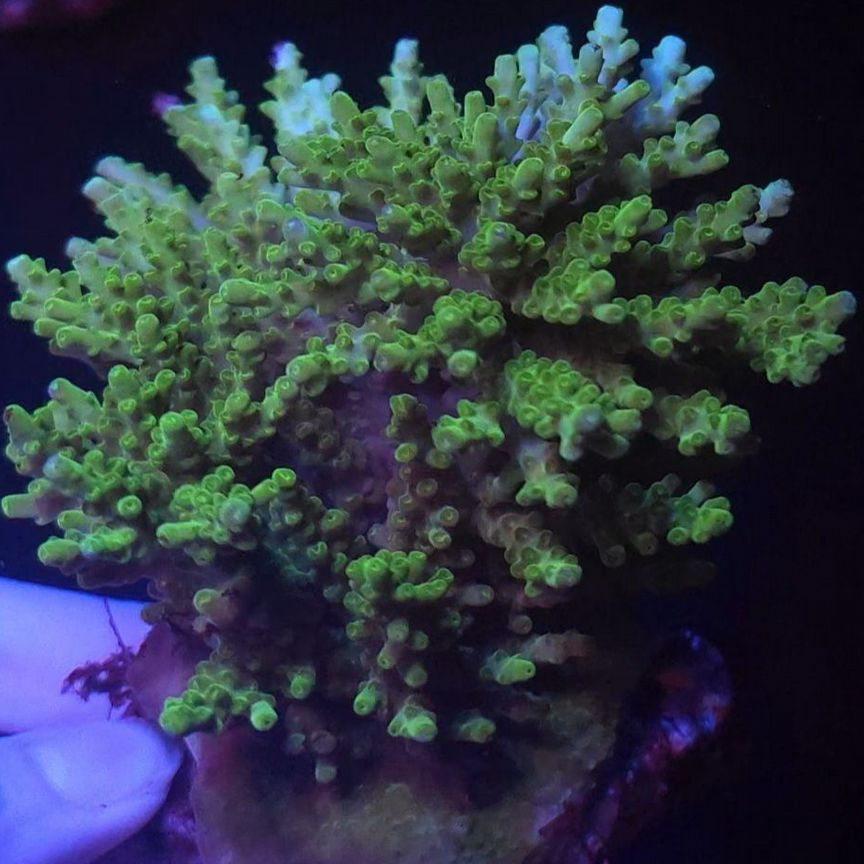 Живой морской коралл Акропора (Acropora sp.)