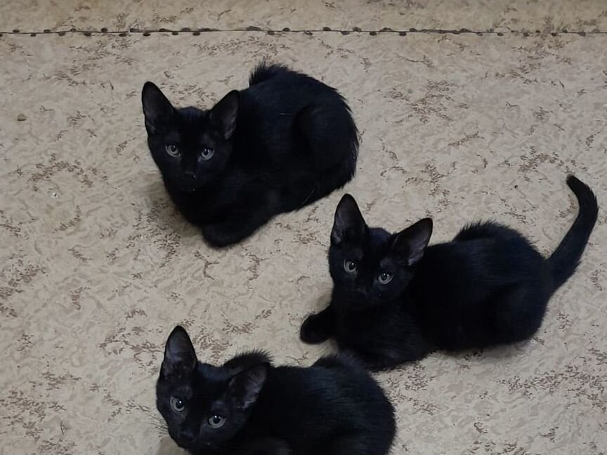 Черные котята нуждаются в любви