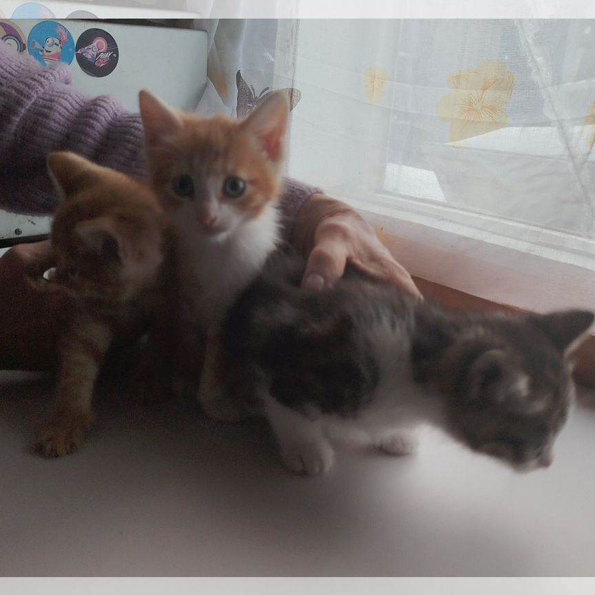 Котёнок в добрые руки