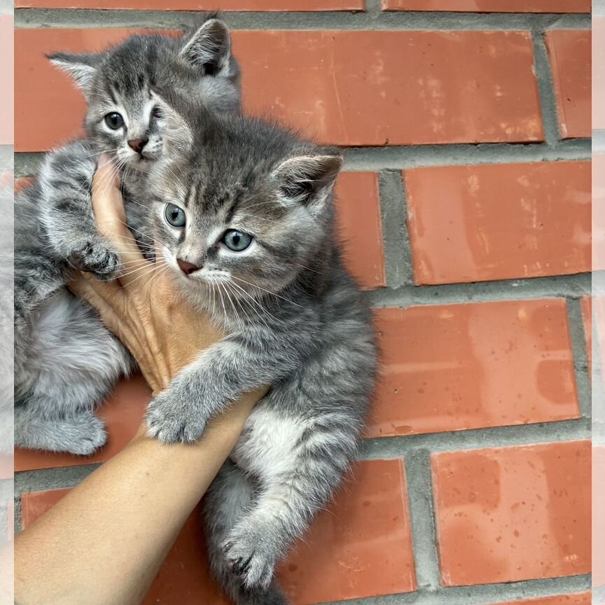 Британские Котята
