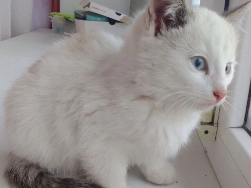 Девочка в добрые руки