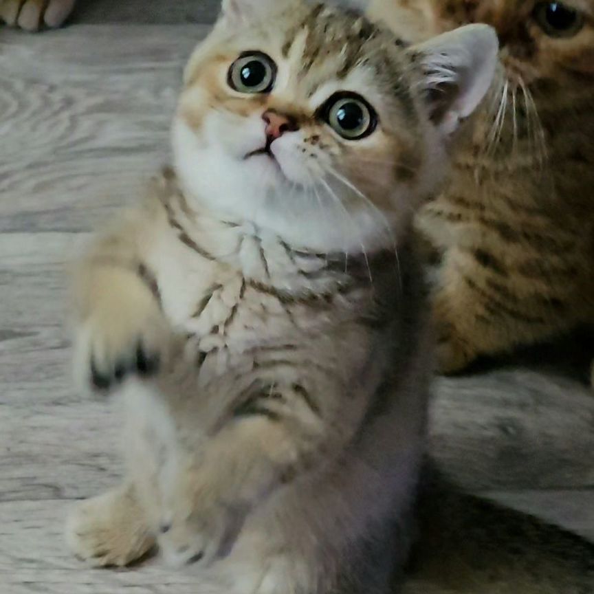 Коротколапая куколка