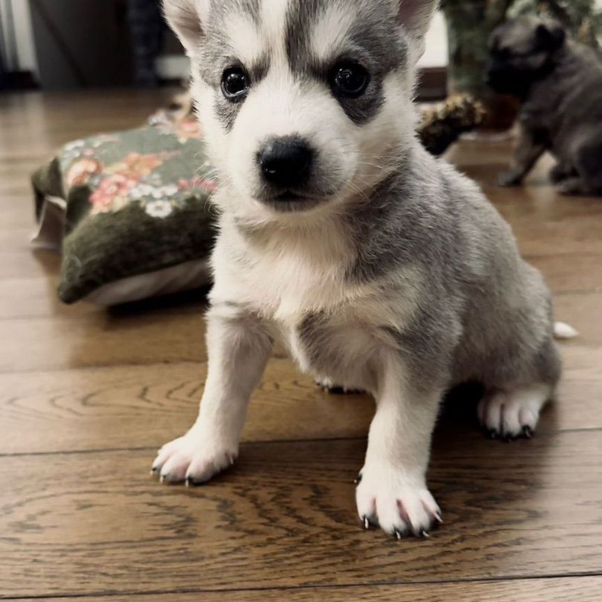 Сибирский хаски щенки