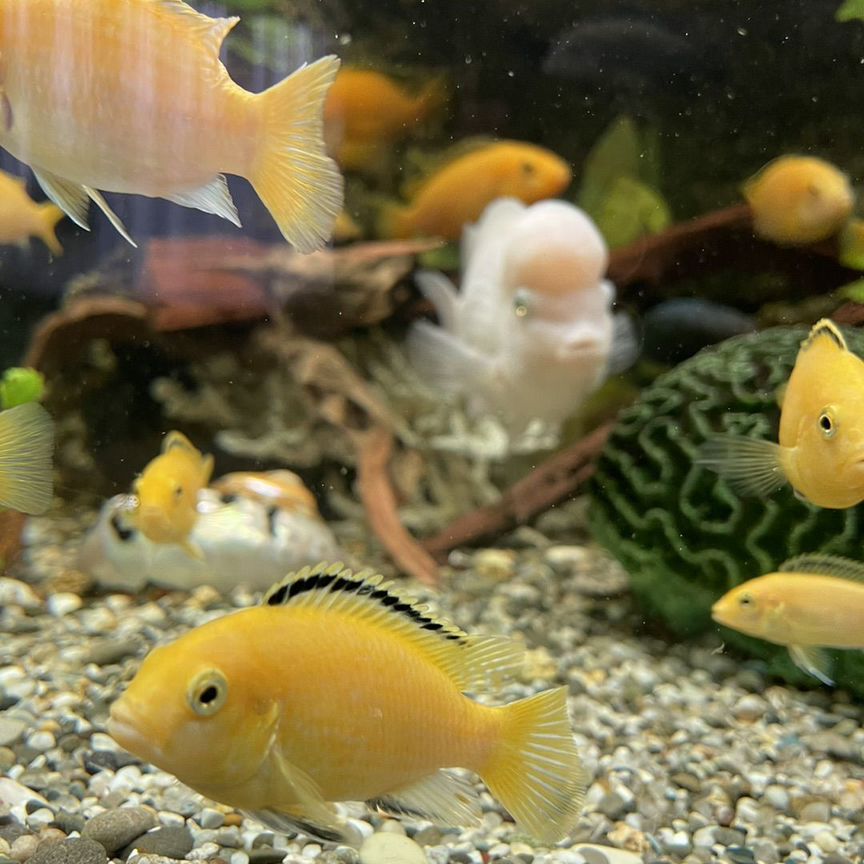 Аквариумные рыбки