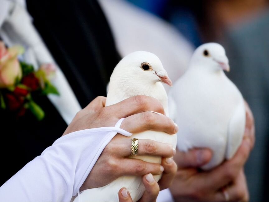 Голуби на свадьбу и торжества
