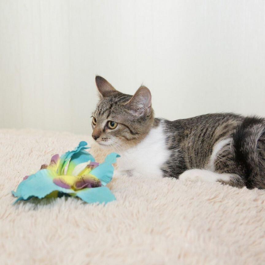 Ласковая и добрая Машенька 6 месяцев в добрые руки