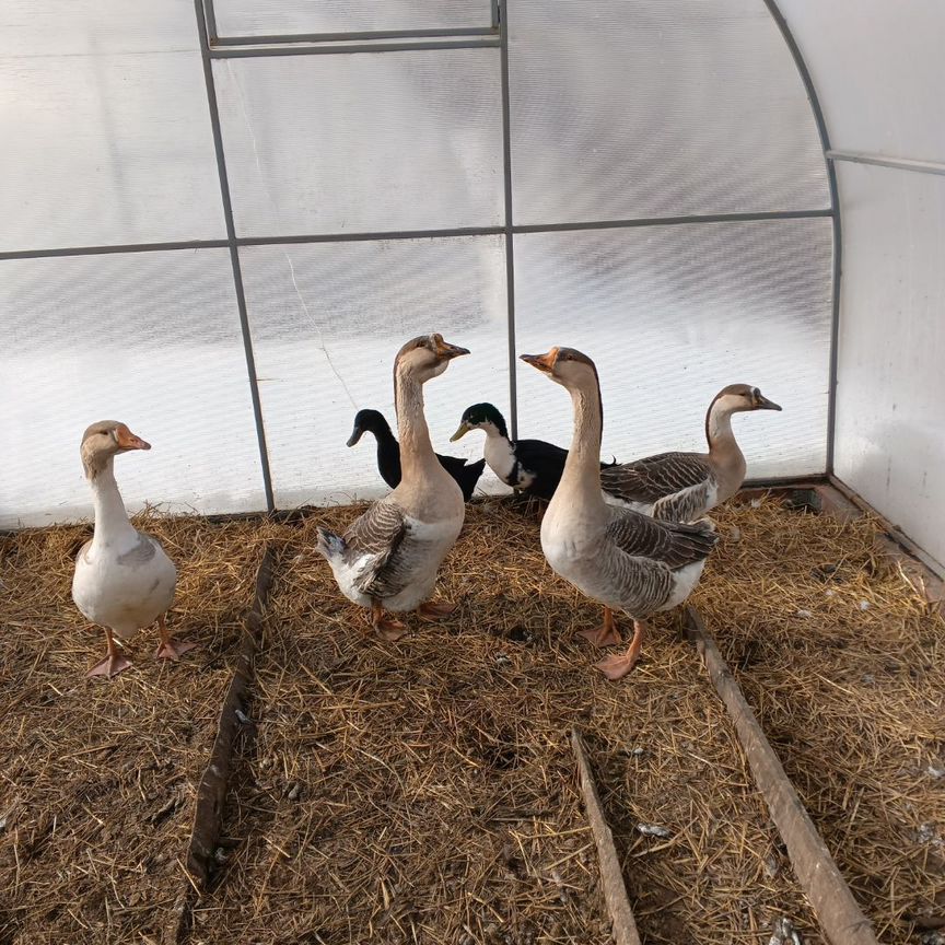 Семья молодых гусей на племя