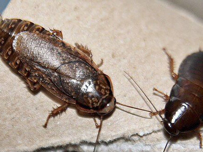 Мраморные тараканы 1кг