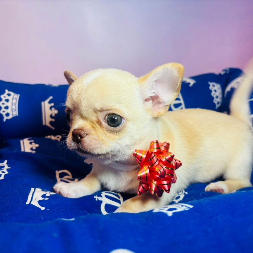 Мини кремовый снеговичек