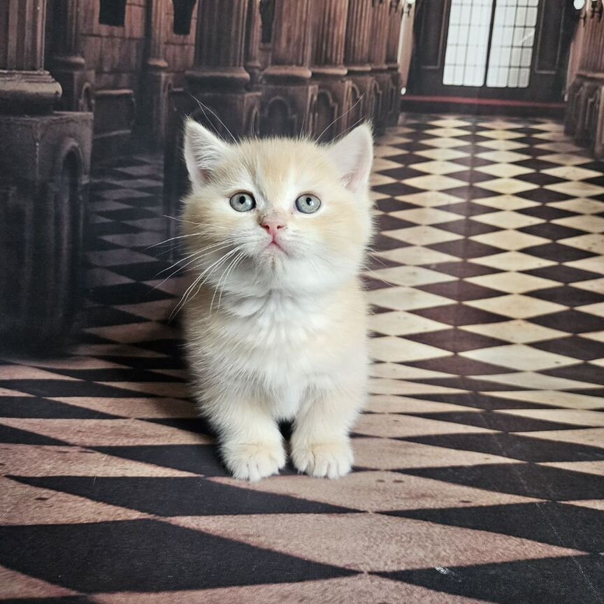 Шотландский килт манчкин