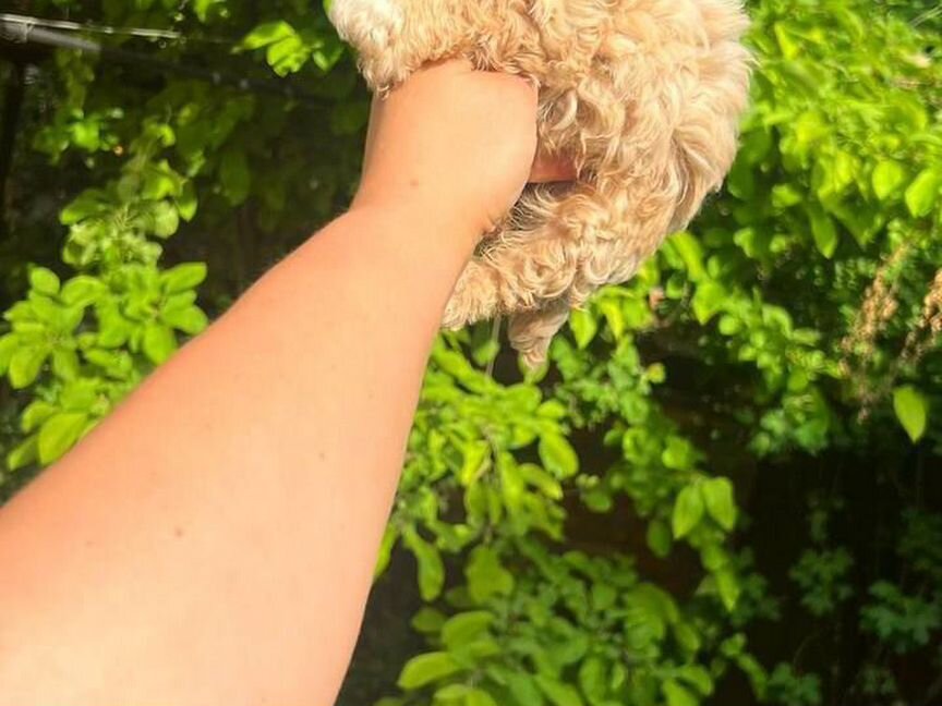 Мальтипу ф1