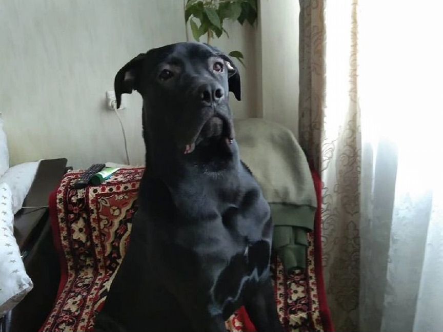 Собака кане- корсо
