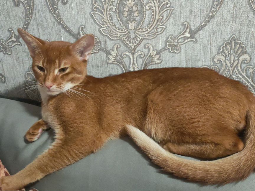 Абиссинский кот