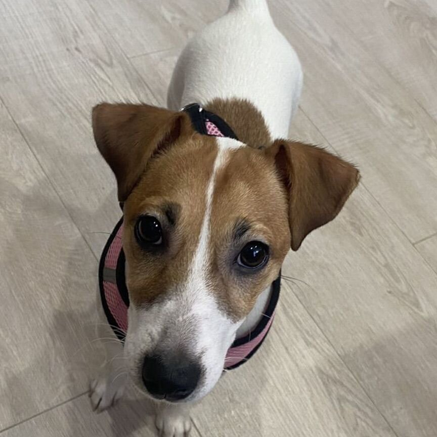 Джек-рассел-терьер, щенок