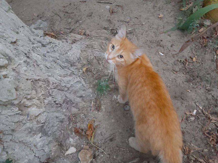 Кот рыжий в очень добрые ручки