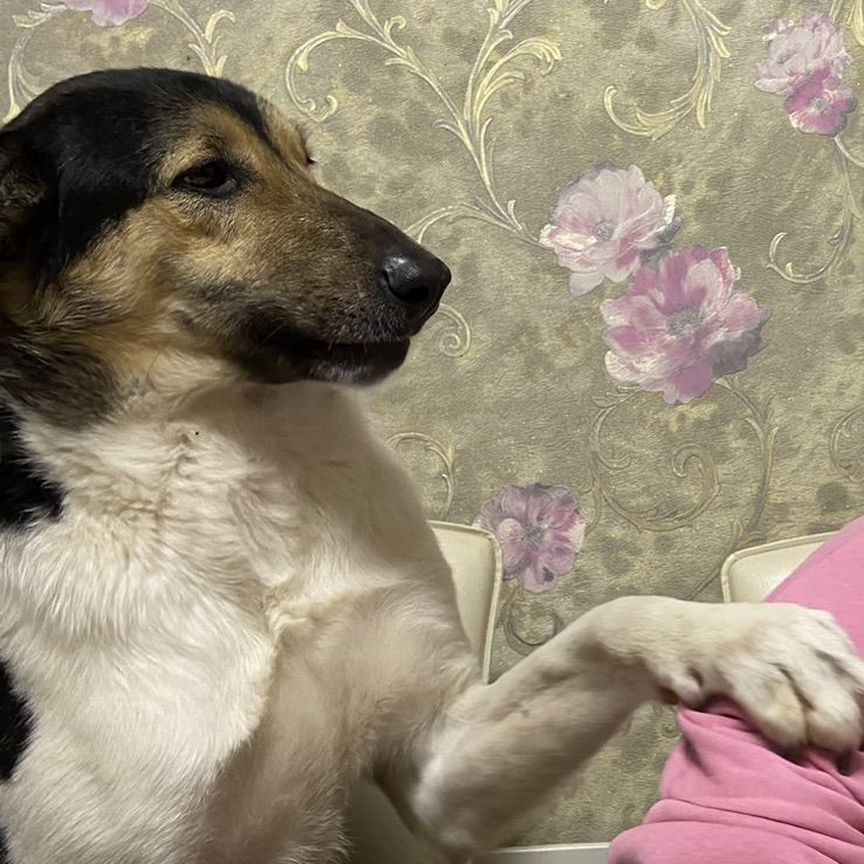 Собака в добрые руки