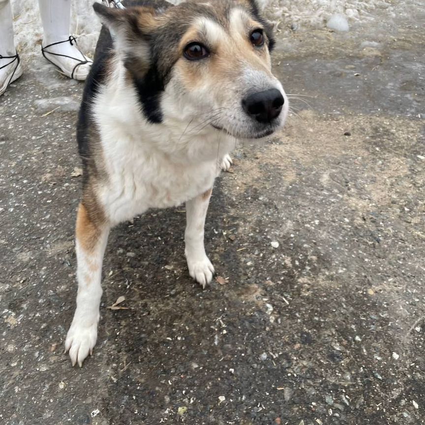 Шанс для Звёздочки