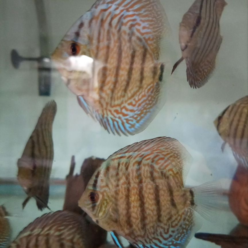 Дискусы