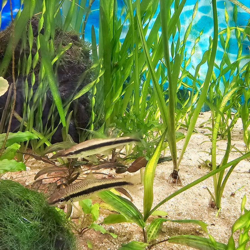 Водорослиед