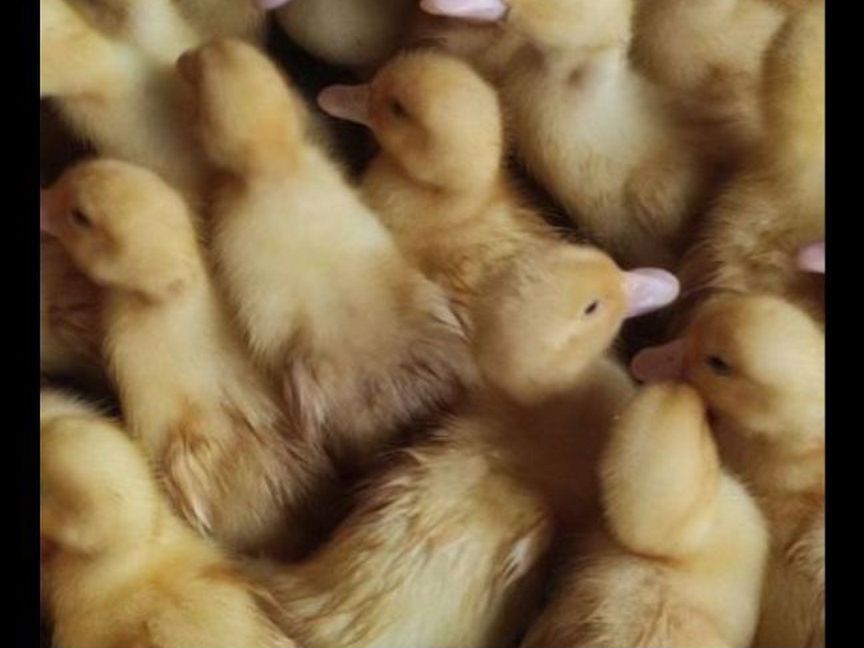 Утята Агидель