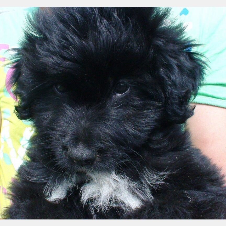 Брошка ищет дом