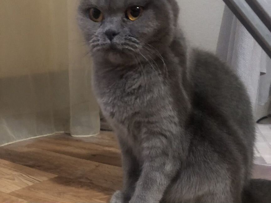 Британская кошка бесплатно