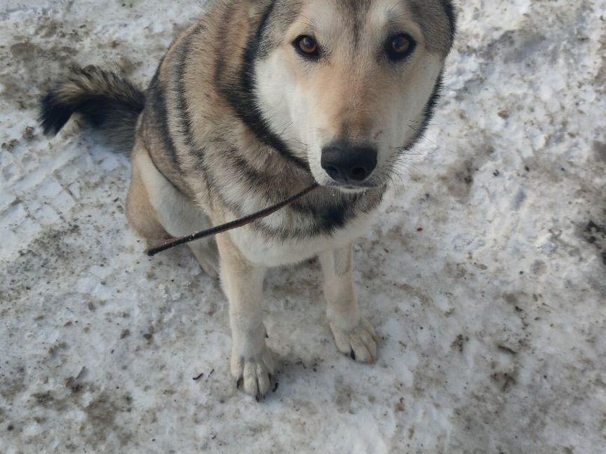 Западно сибирская лайка