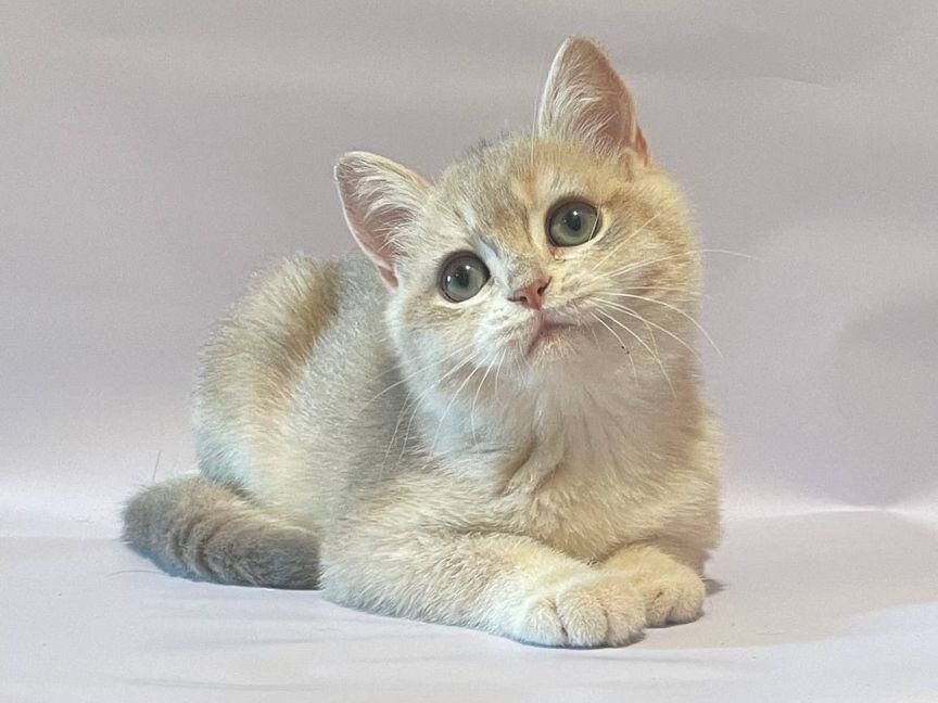 Британские котята шиншилла