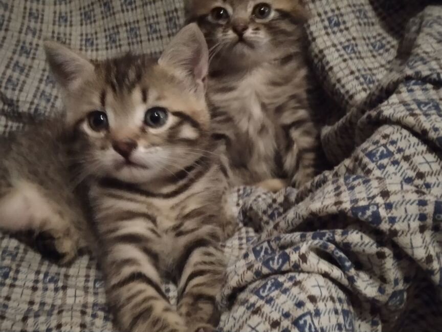 Сибирские котята