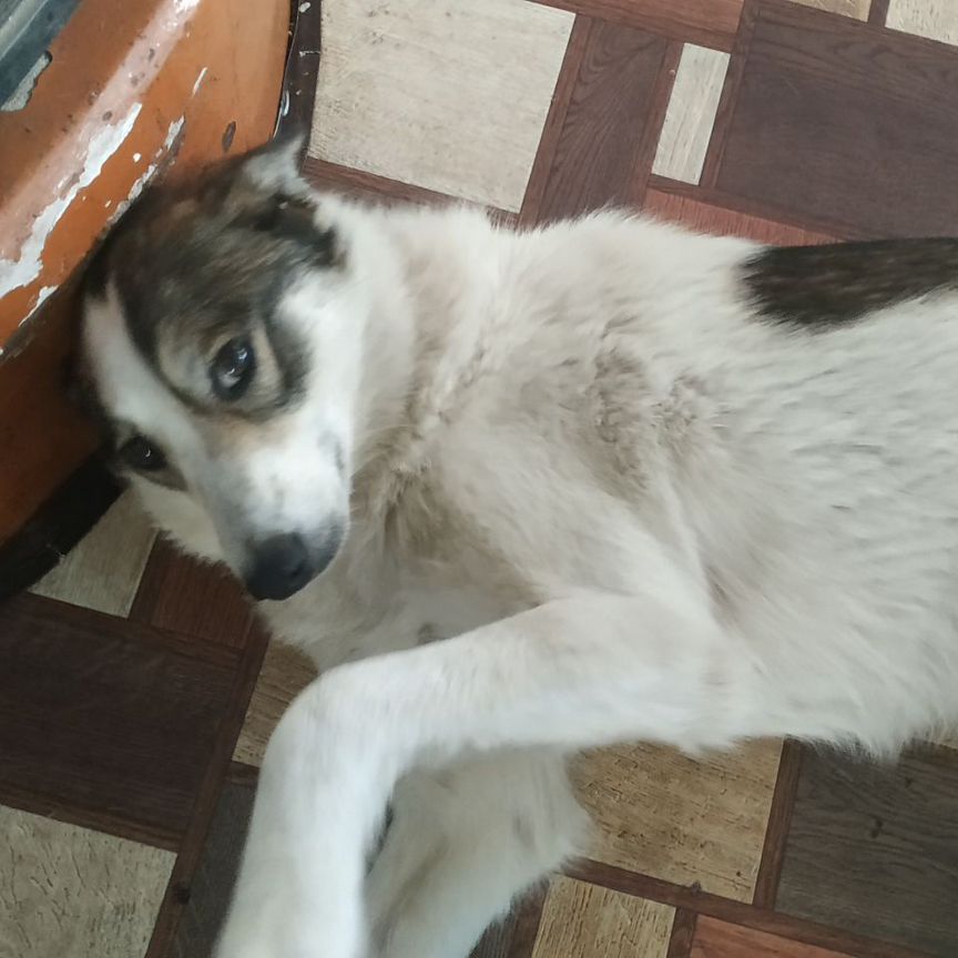 Ищет дом и хозяина беленькая дворняжка Жужа