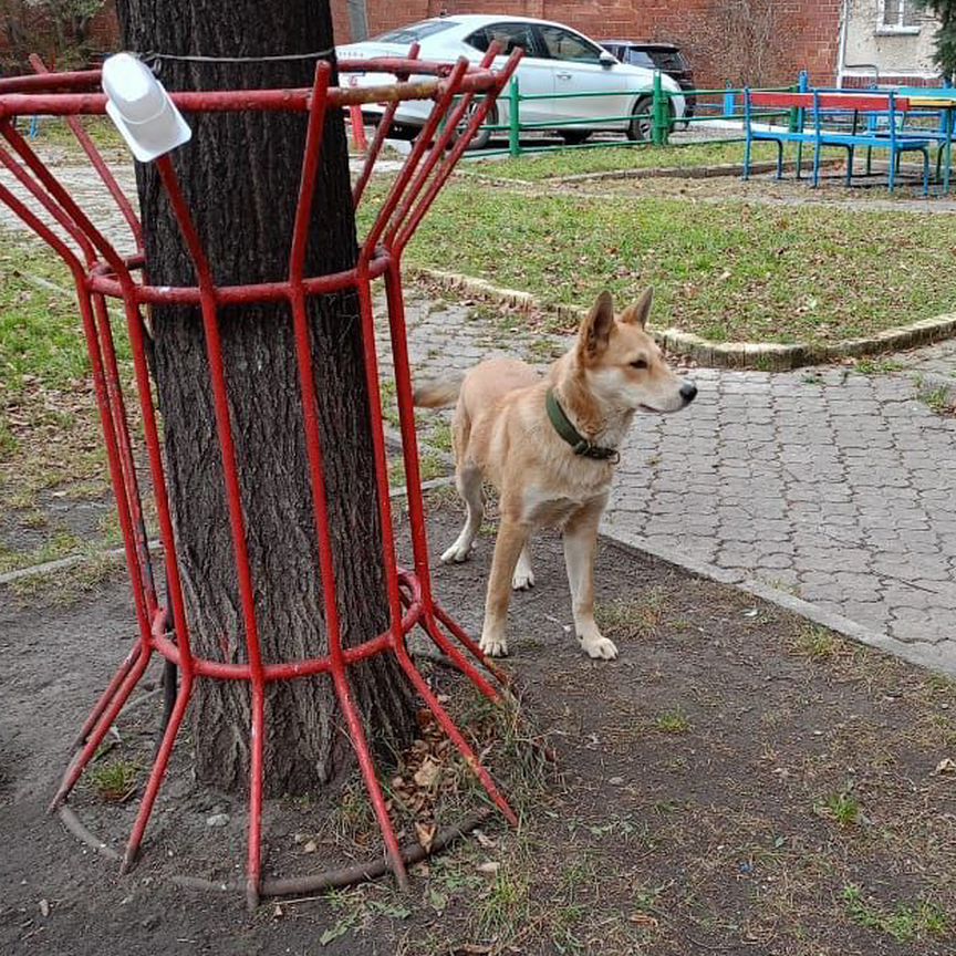 Собака в добрые руки отдам бесплатно