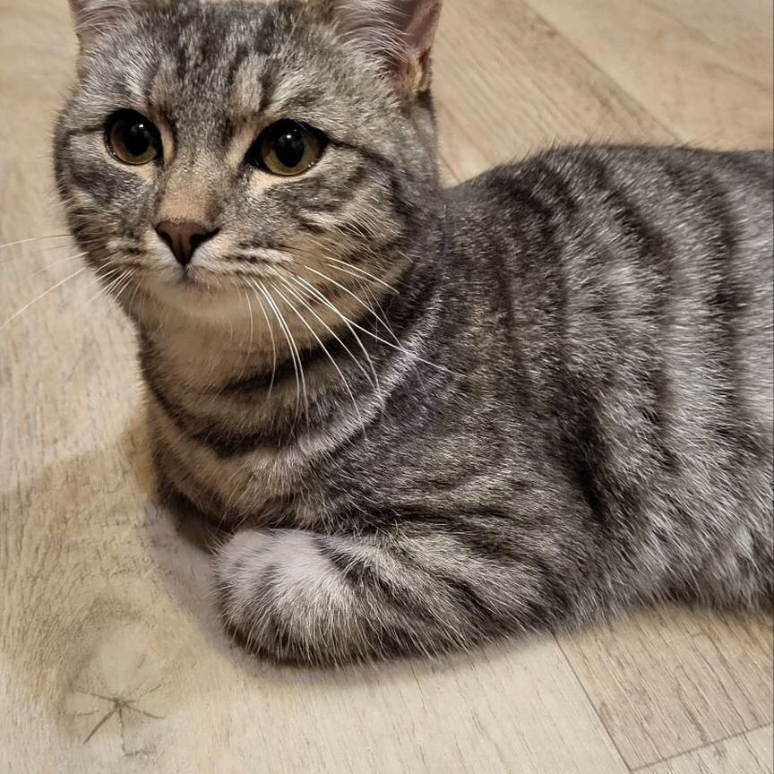 Найдена молодая кошечка