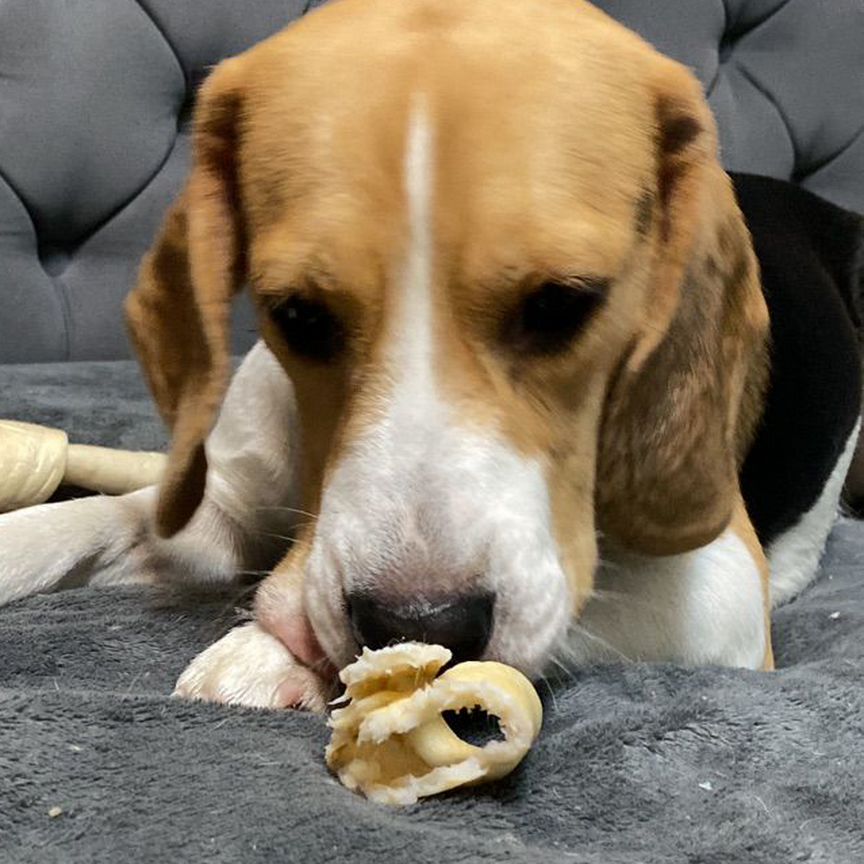 Бигль, щенок