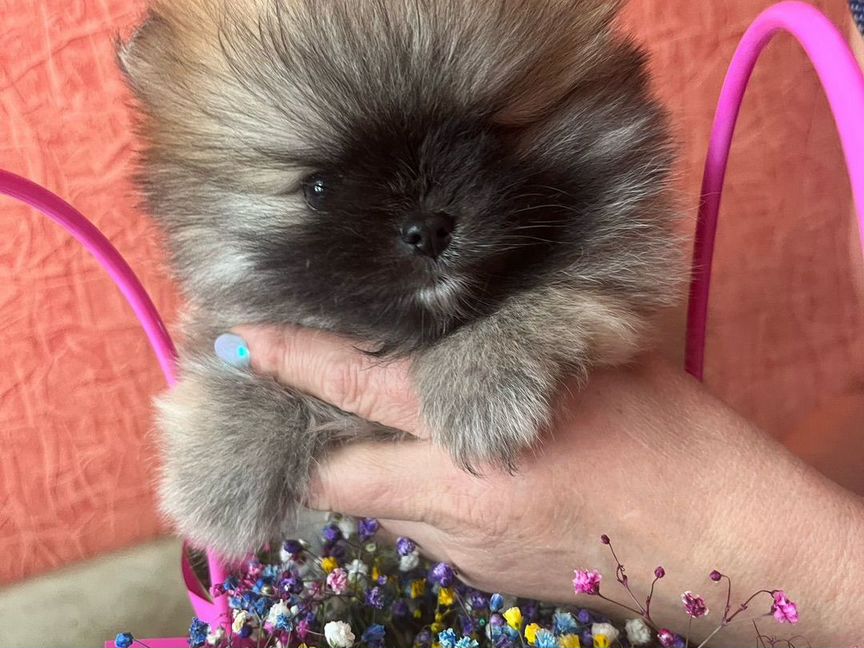 Немецкий шпиц