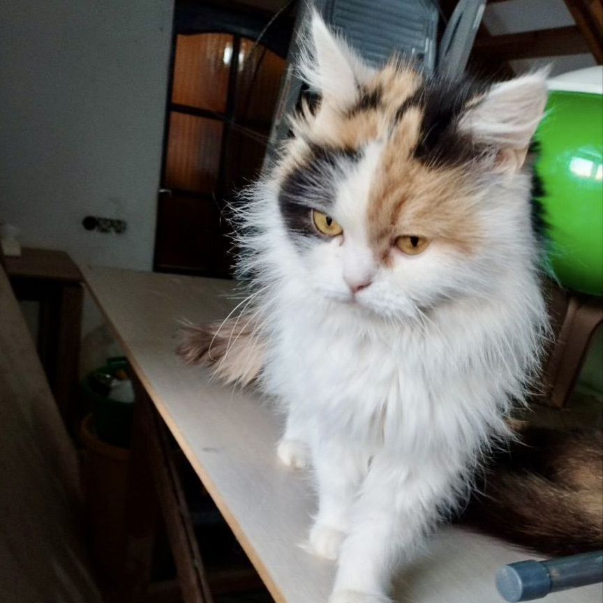 Взрослая, кошка в добрые руки