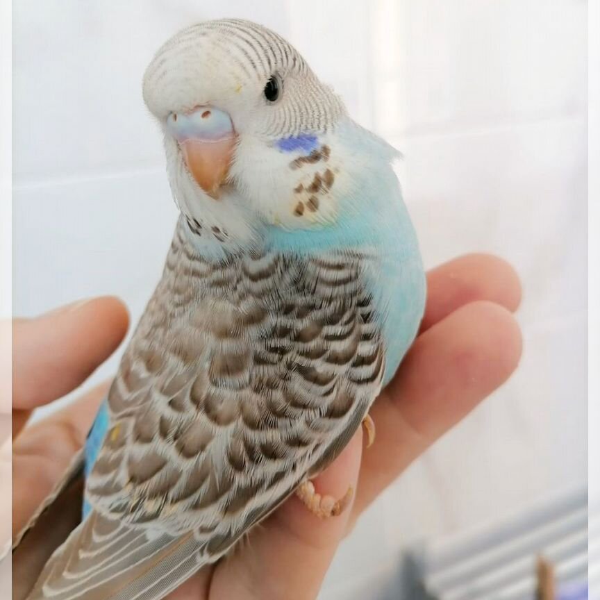 Веселые девчушки