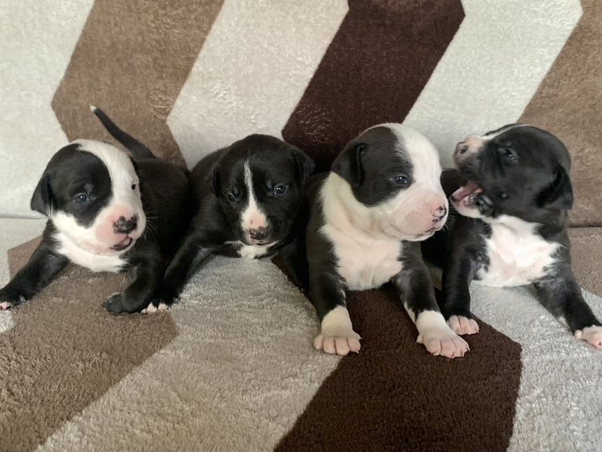 Щенки питбуля