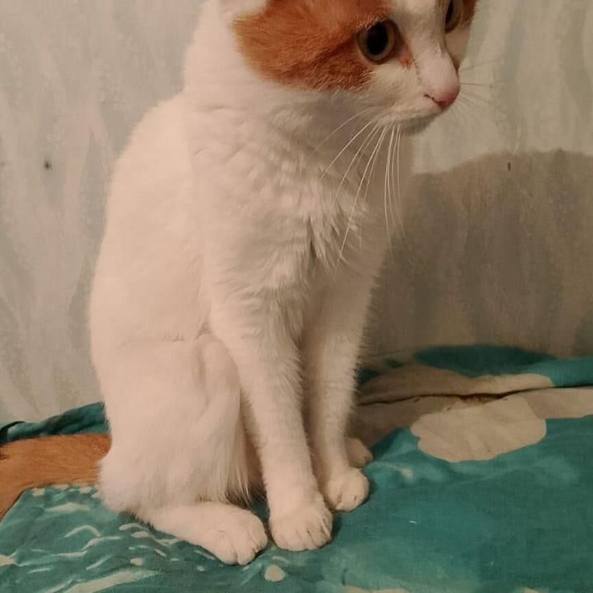 Нежная кошечка на счастье