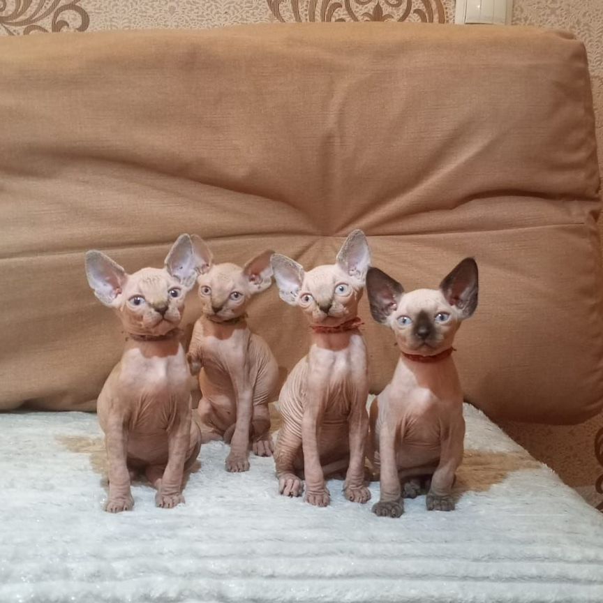 Канадский сфинкс