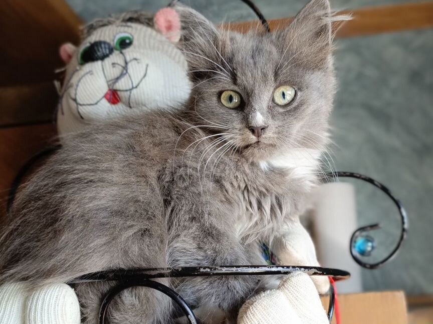 Котёнок совёнок ищет дом