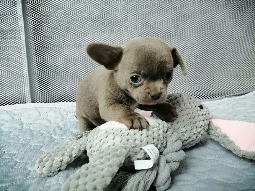 Чишечка мальчишечка