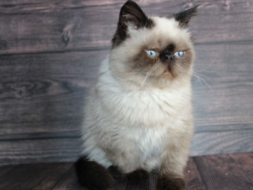 Экзотический котёнок, сил-поинт с шоколадом